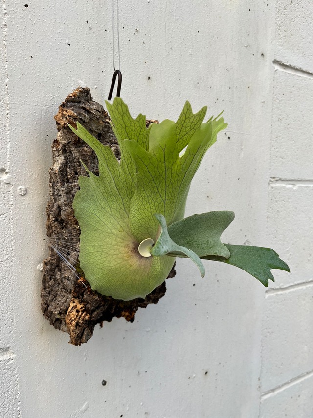 P.Willinckii cv.Mong Doi | libplants