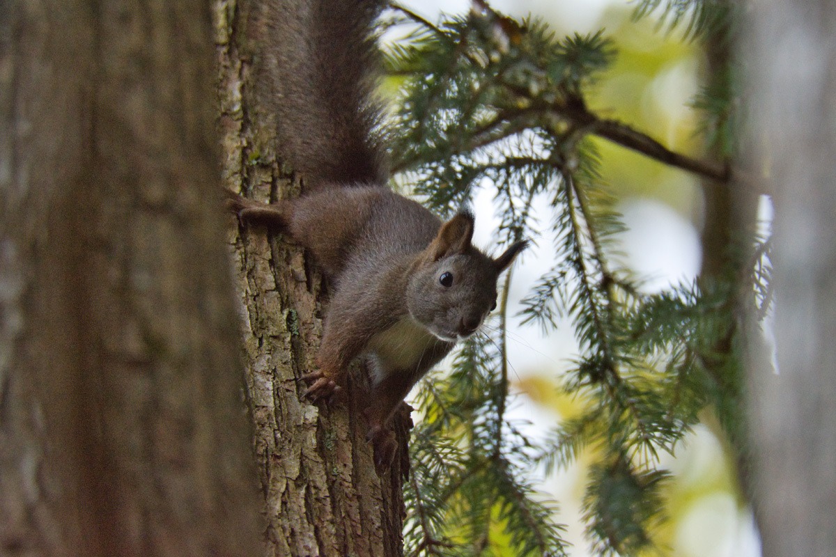 エゾリス～2022Autumn～【A3】 | KOVES ONLINE SHOP