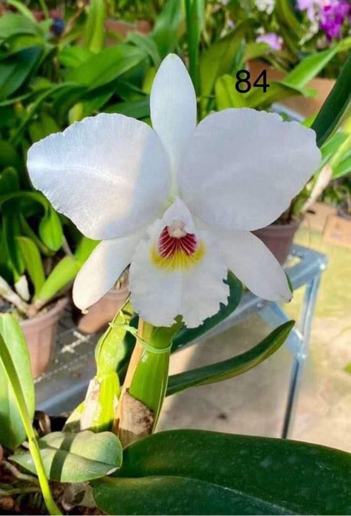C. labiata f. semialba tubular 'Garganta Escura' | mytorchid