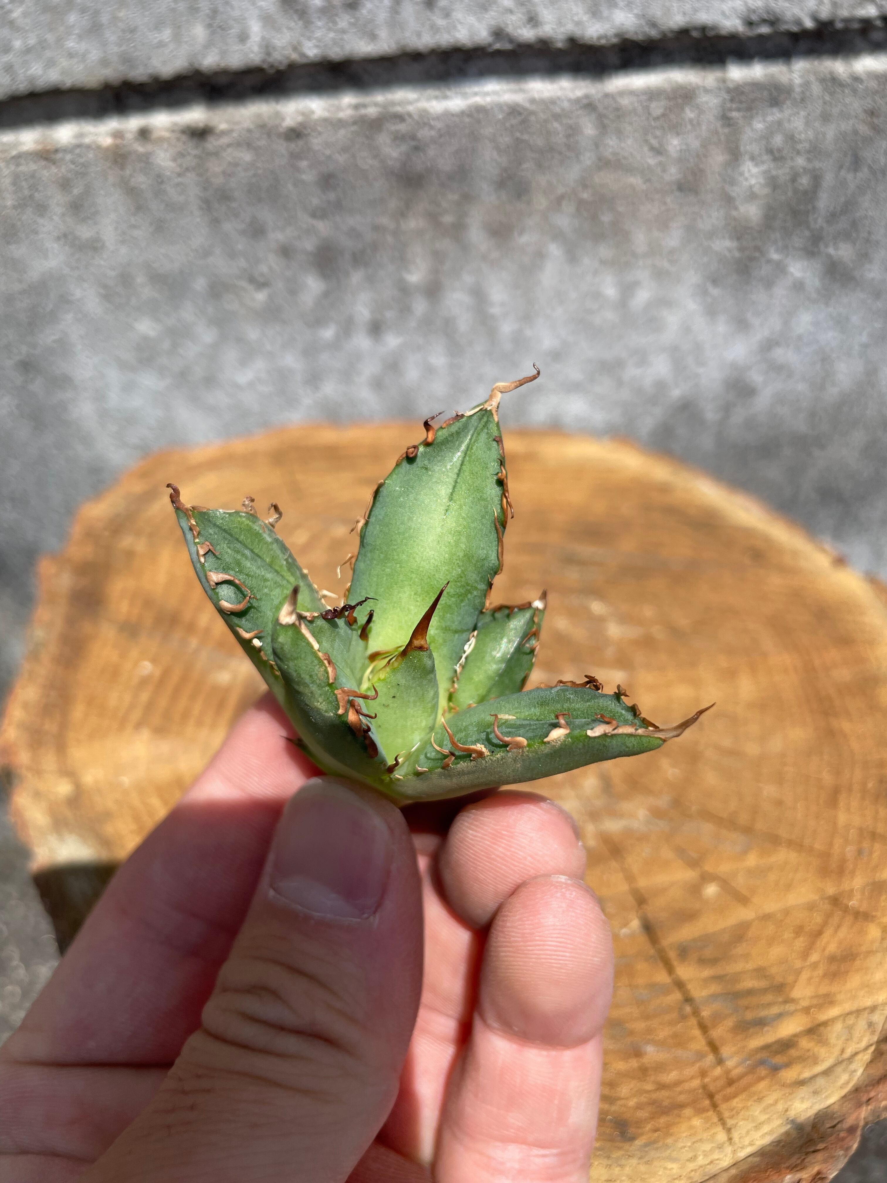 Agave titanota seedling 子株 | AGAVE HOUSE