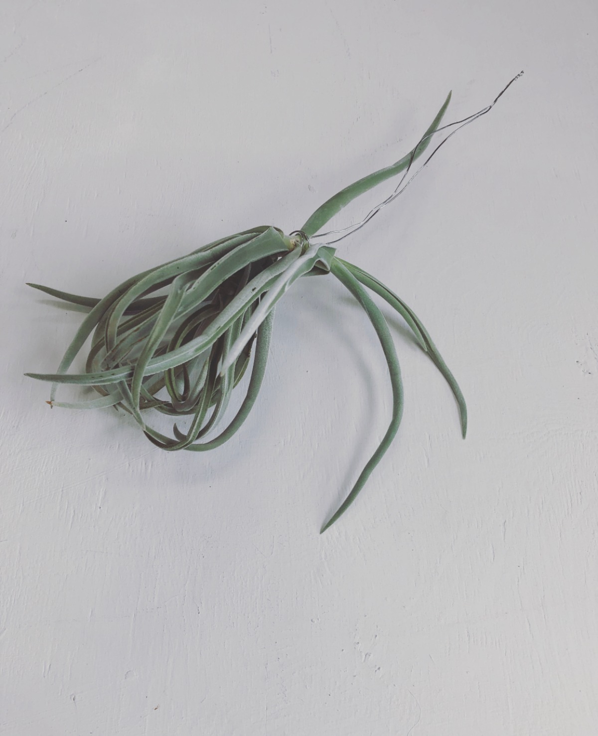 [Tillandsia]duratii var.saxatilis ティランジア ドゥラティー・サクサティリス | Plants and ...