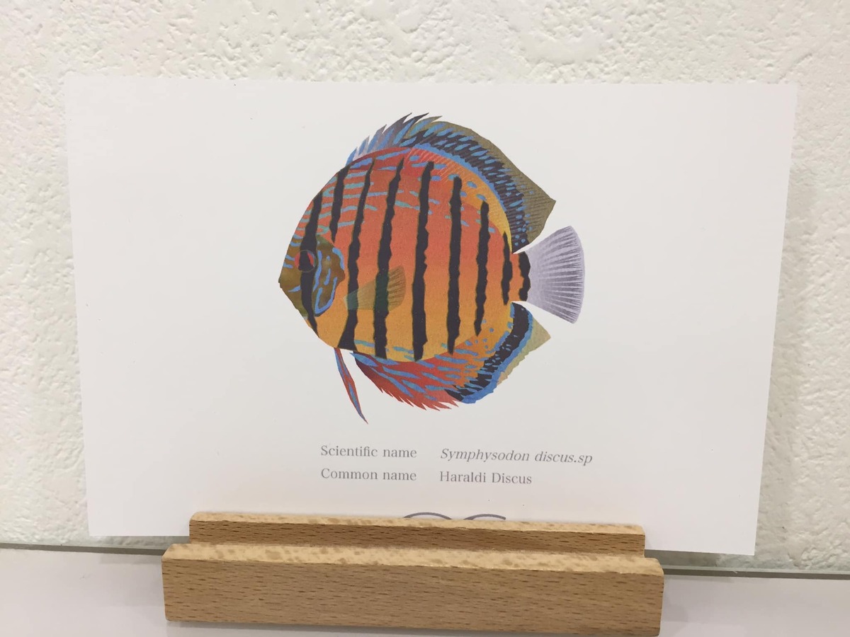 Symphysodon haraldi Discus Drawing Postcard | Osakanacraft