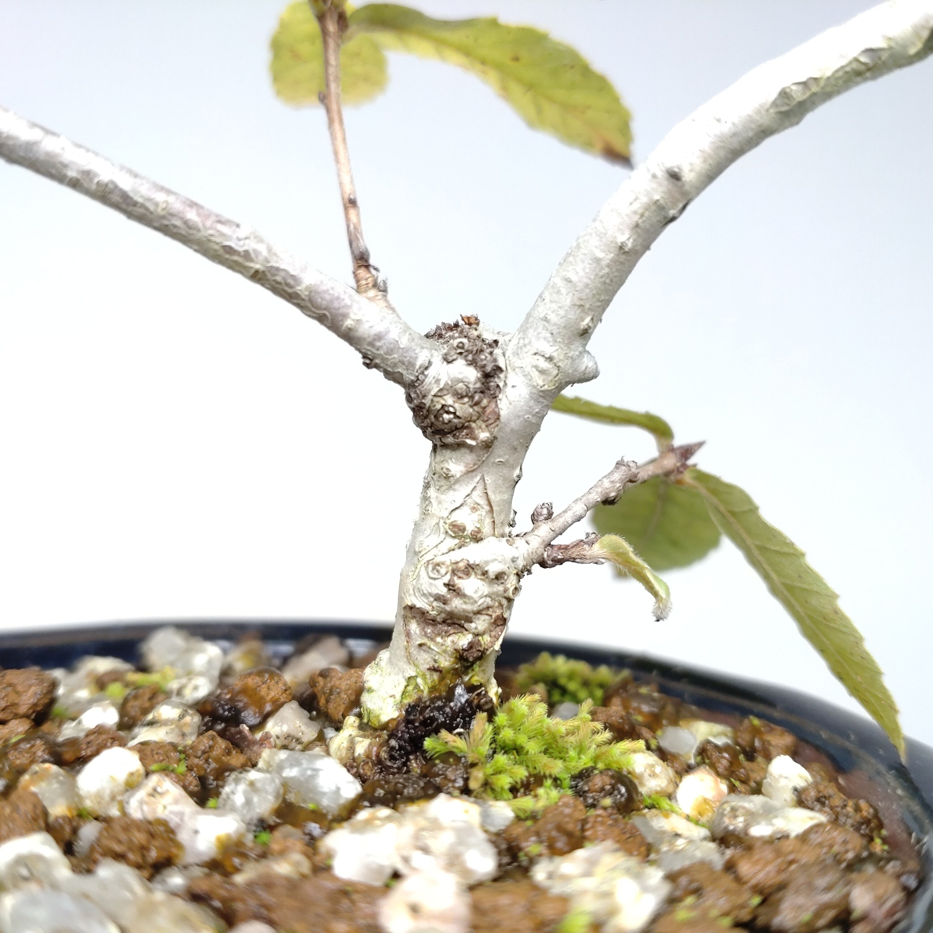 小楢（コナラ）盆栽 S008 | 盆栽創【Bonsaisou】