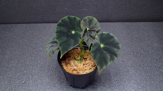Begonia mazae.nigricans 1株 | 熱帯植物 水草