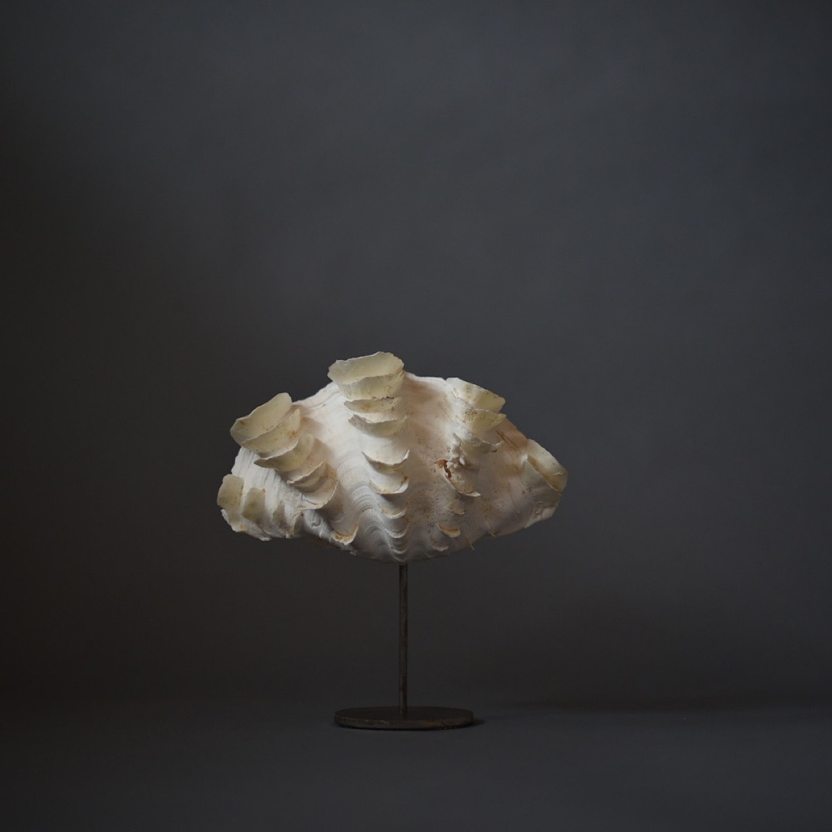 Indigo ｜ Shell Object | 2402- 9- 5 | Indigo