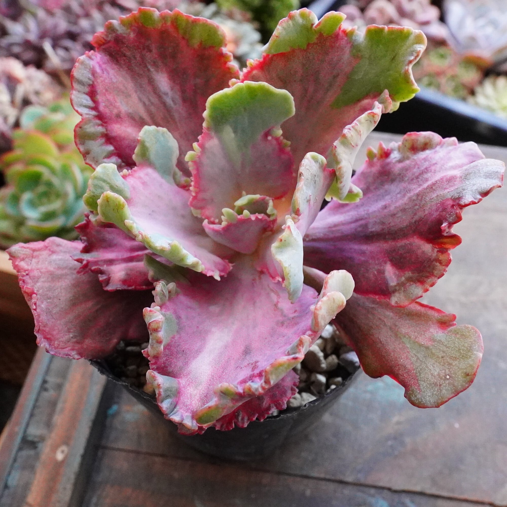 新品種【パープルレイス錦】エケベリア 斑入り フリル 激レア | E-TANIKU