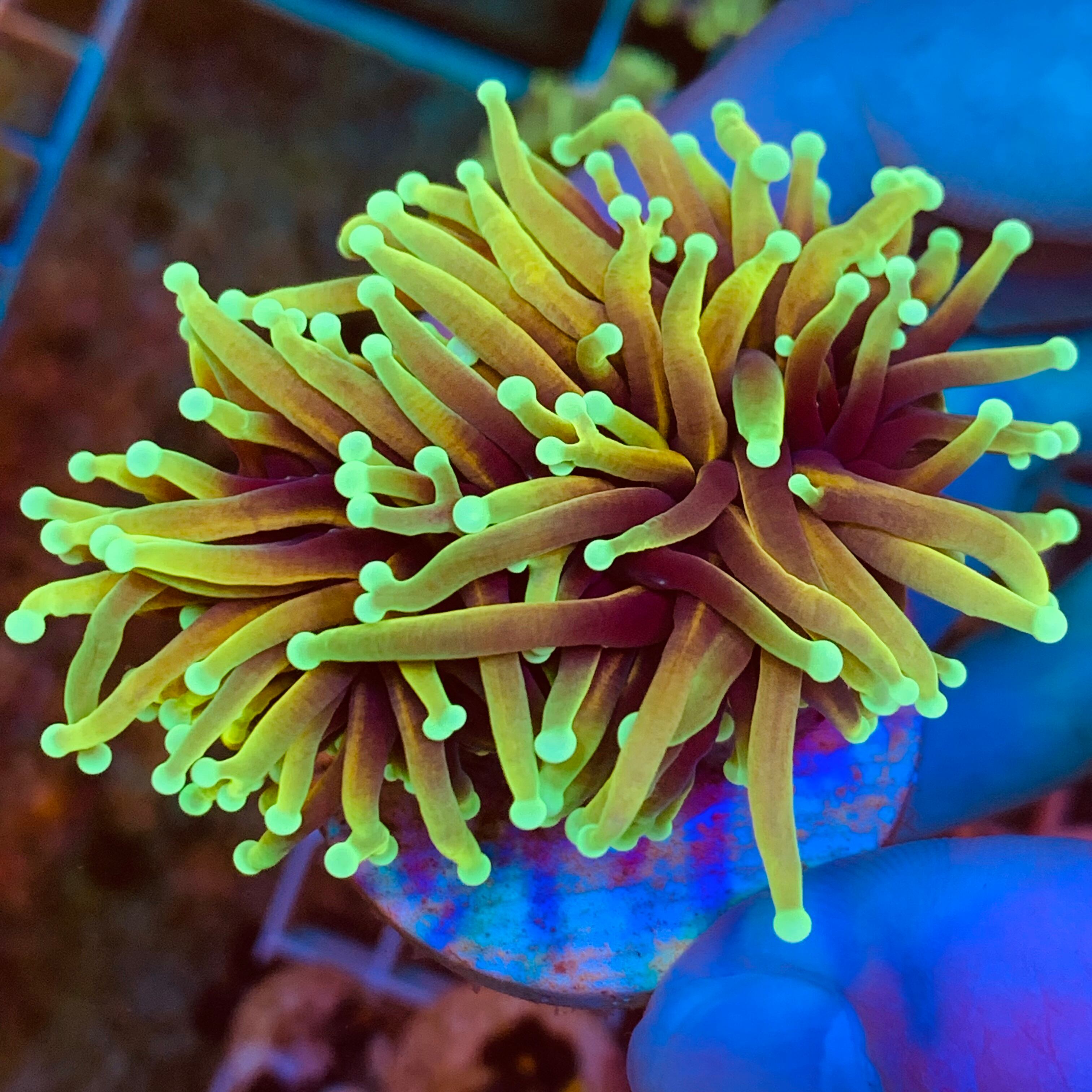 ☆50%OFF☆Dragon Soul ゴールドトーチ | uroko shop