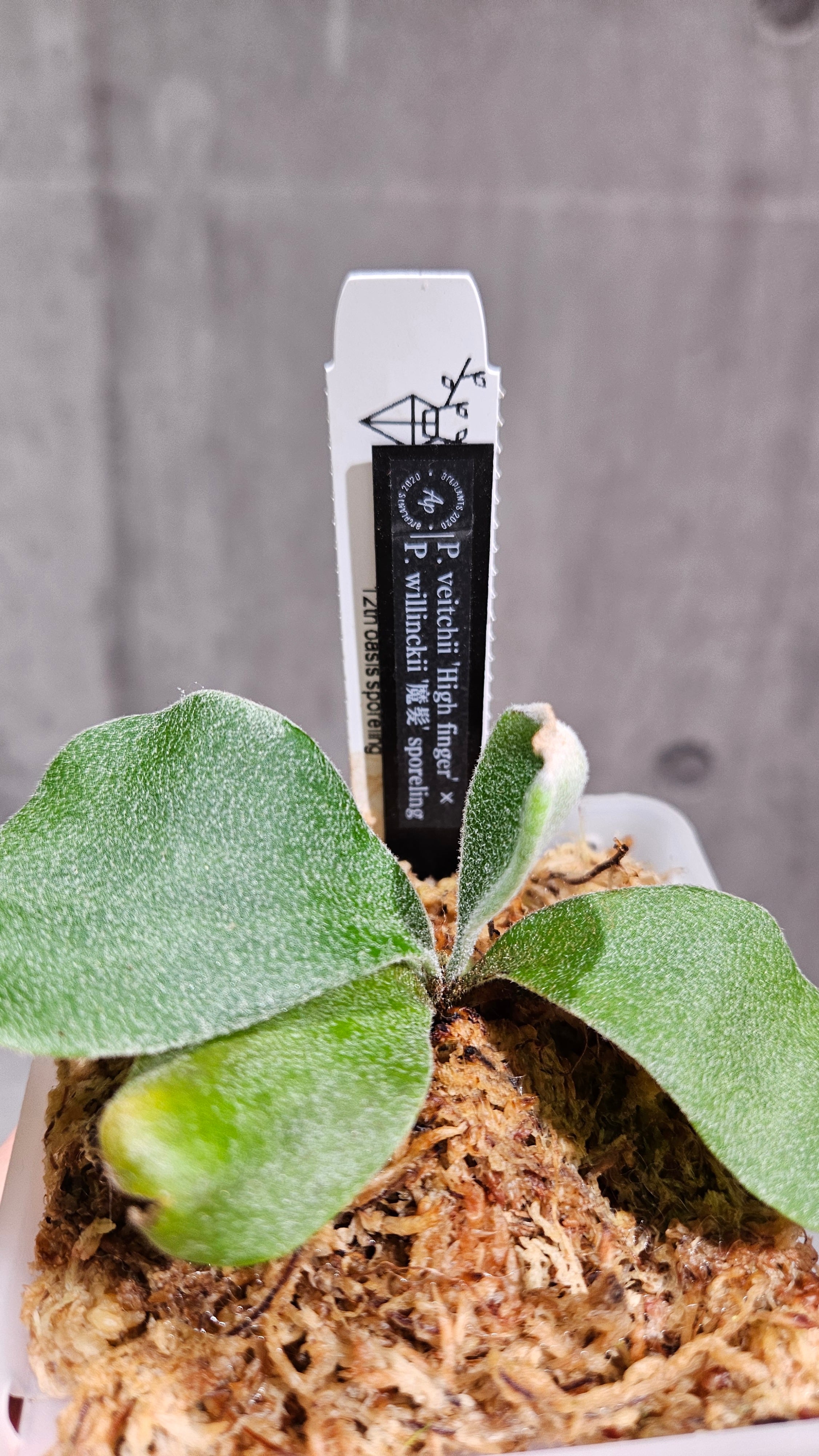 P. veitchii 'High finger', P. willinckii '魔髪' sporeling 【artPLANTs ...