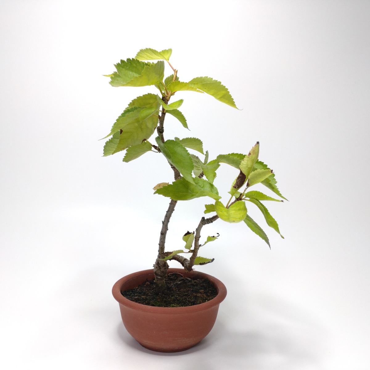 桜桃（サクランボ）盆栽 SS006 | 盆栽創【Bonsaisou】