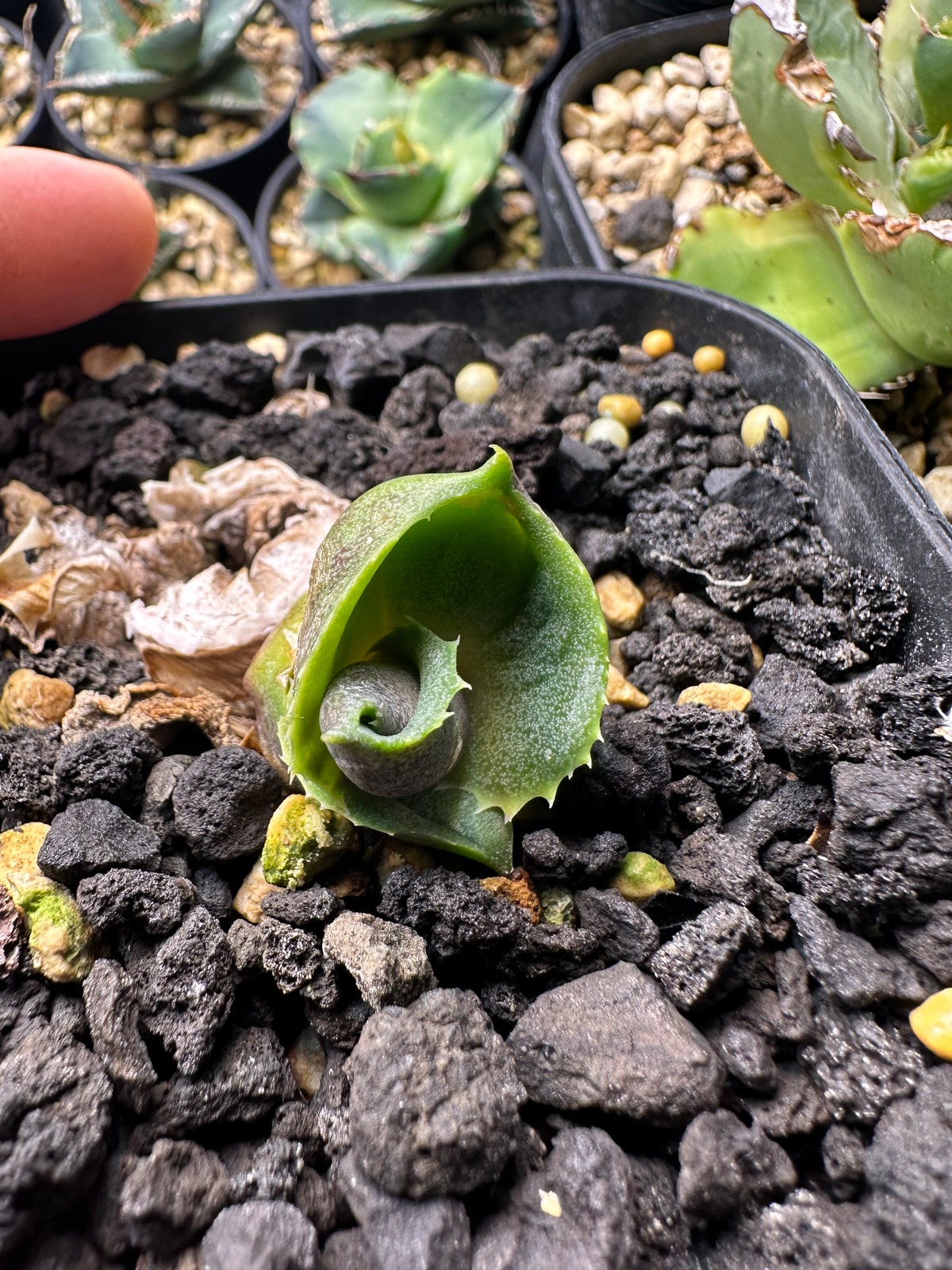 アガベ マルモラータ パピリオプラタノイデス | simoom.