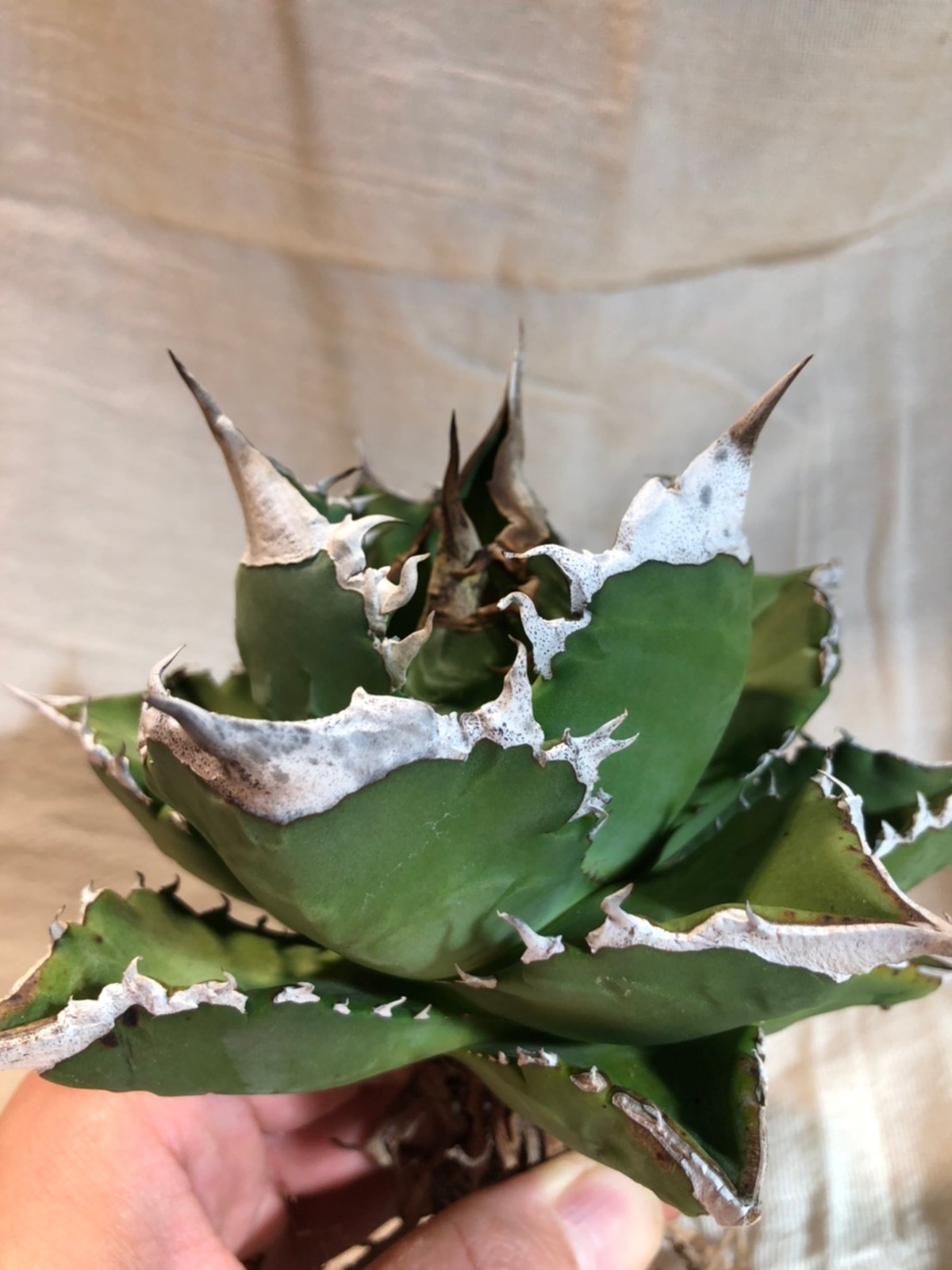 Agave Titanota White Fire -白火焔- | Gorisplant