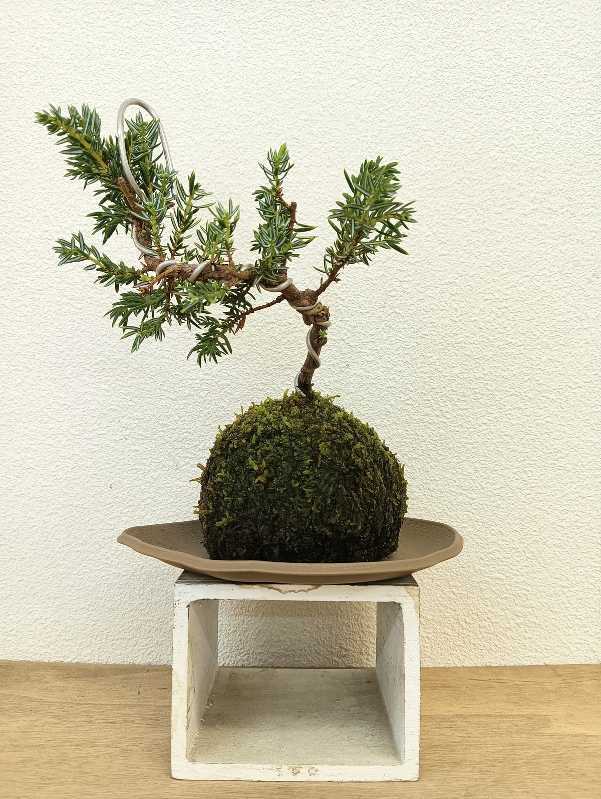 ムラサキトショウ | NORA spin off ノラスピンオフ ～阿賀の苔玉～ 旅する苔玉屋 苔玉・苔シート・苔パックの販売