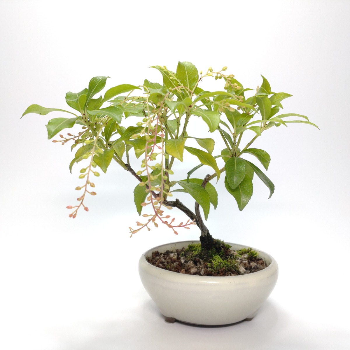 馬酔木（アセビ）盆栽 S010 | 盆栽創【Bonsaisou】