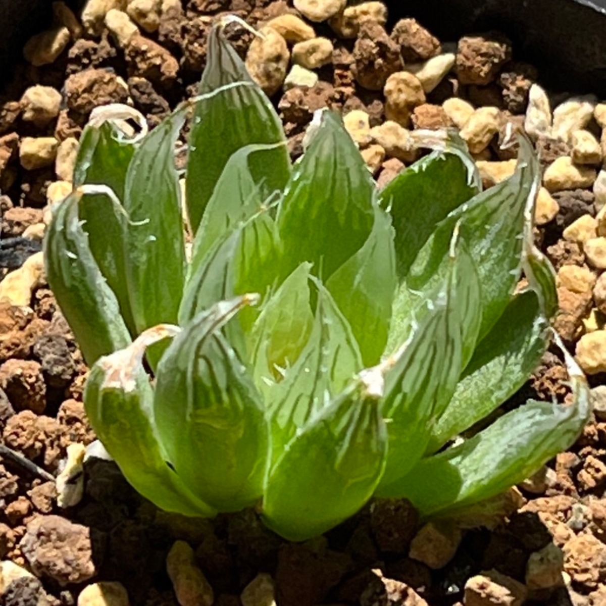 ハオルチア 原種 cooperi ’harryi’ IB12557 | mocono_plants