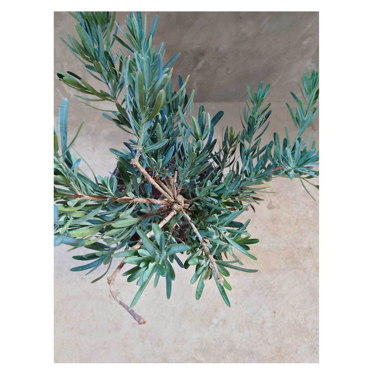 Podocarpus elongatus "Icee Blue" | Seeding