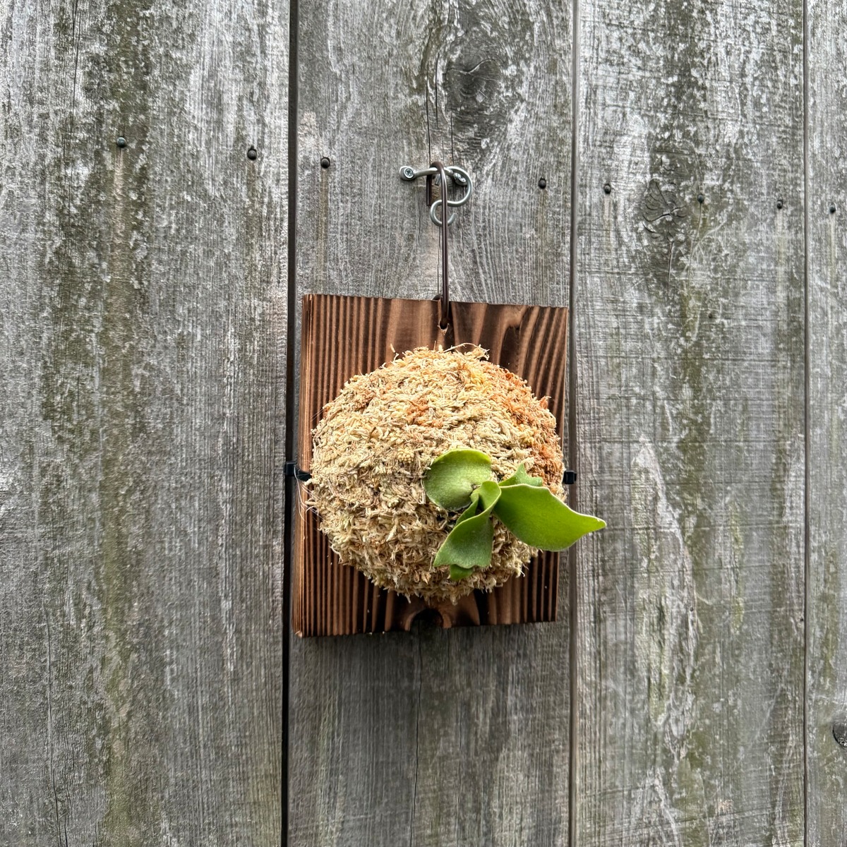 P.Ginka,P.willinckii “Yellow moon” 12th oasis sporeling | naturefix