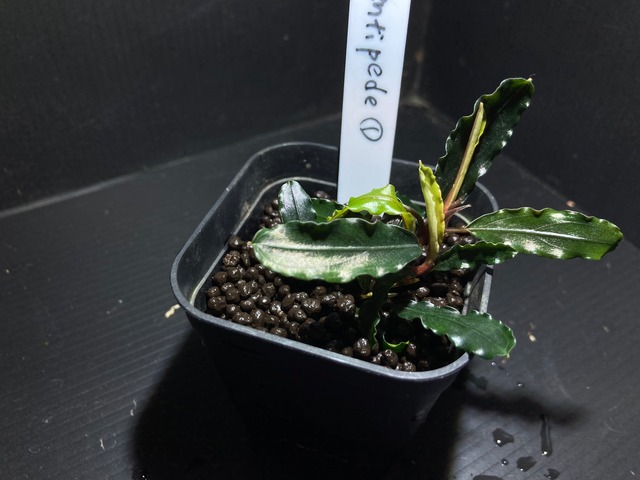 ALL ITEM | AquaFocus