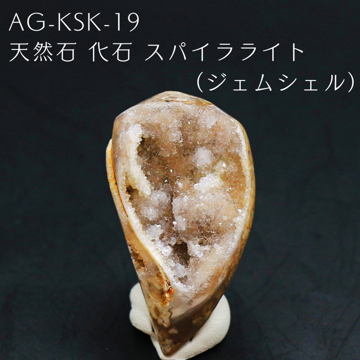 AG-KSK-19 天然石 化石 スパイラライト （ジェムシェル） | ARNAV GEMS - アラナヴ ジェムス