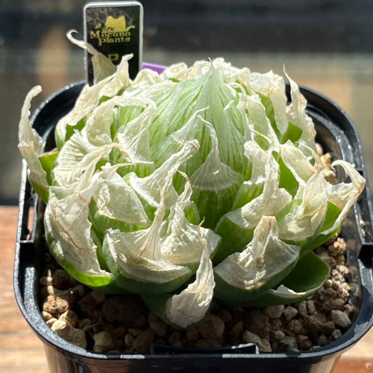 ハオルチア ロックウッディ 大株 | mocono_plants