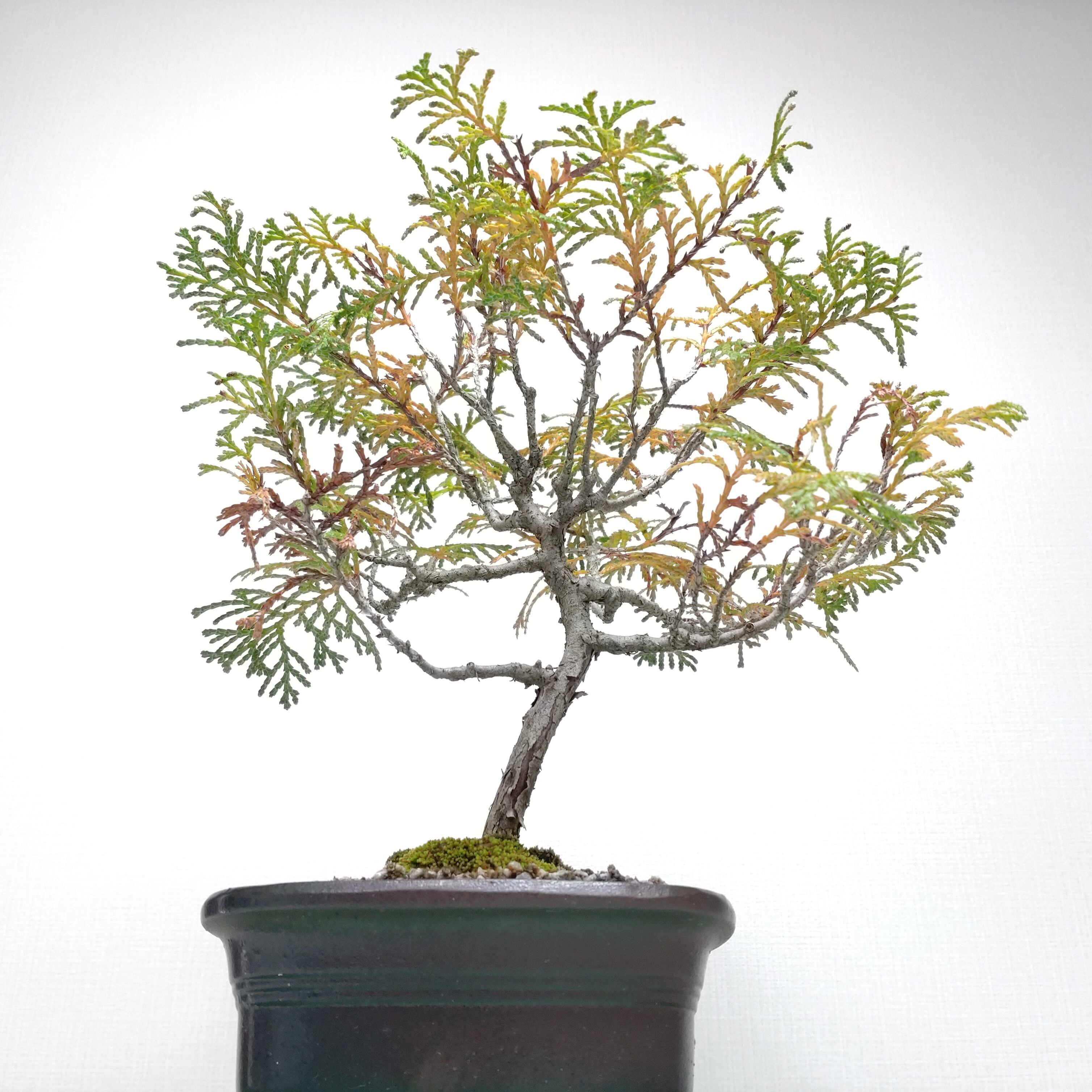 檜（ヒノキ）盆栽 S007 | 盆栽創【Bonsaisou】