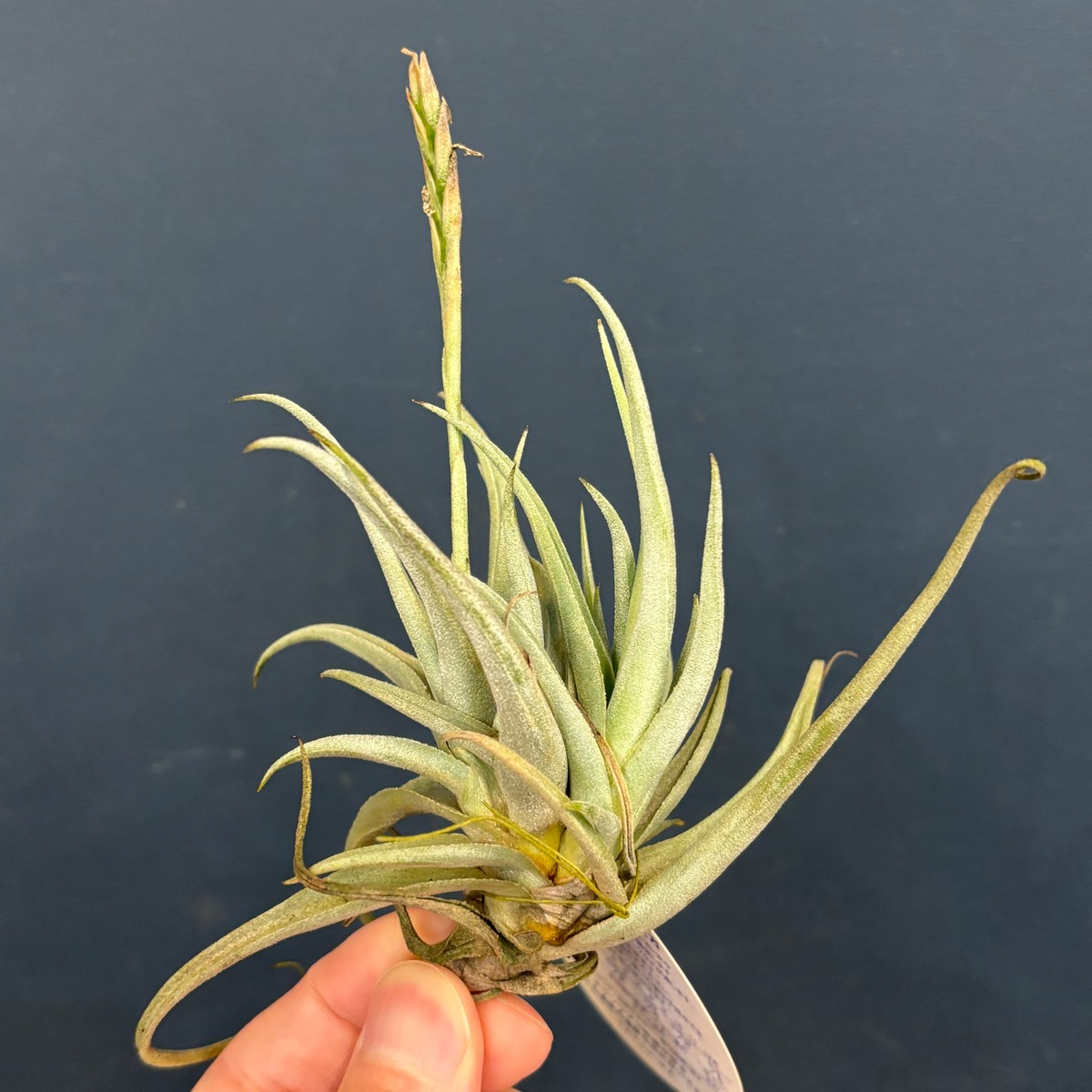 チランジア パレアセア アプリマセンシス【994】 | PROTOLEAF プロトリーフ