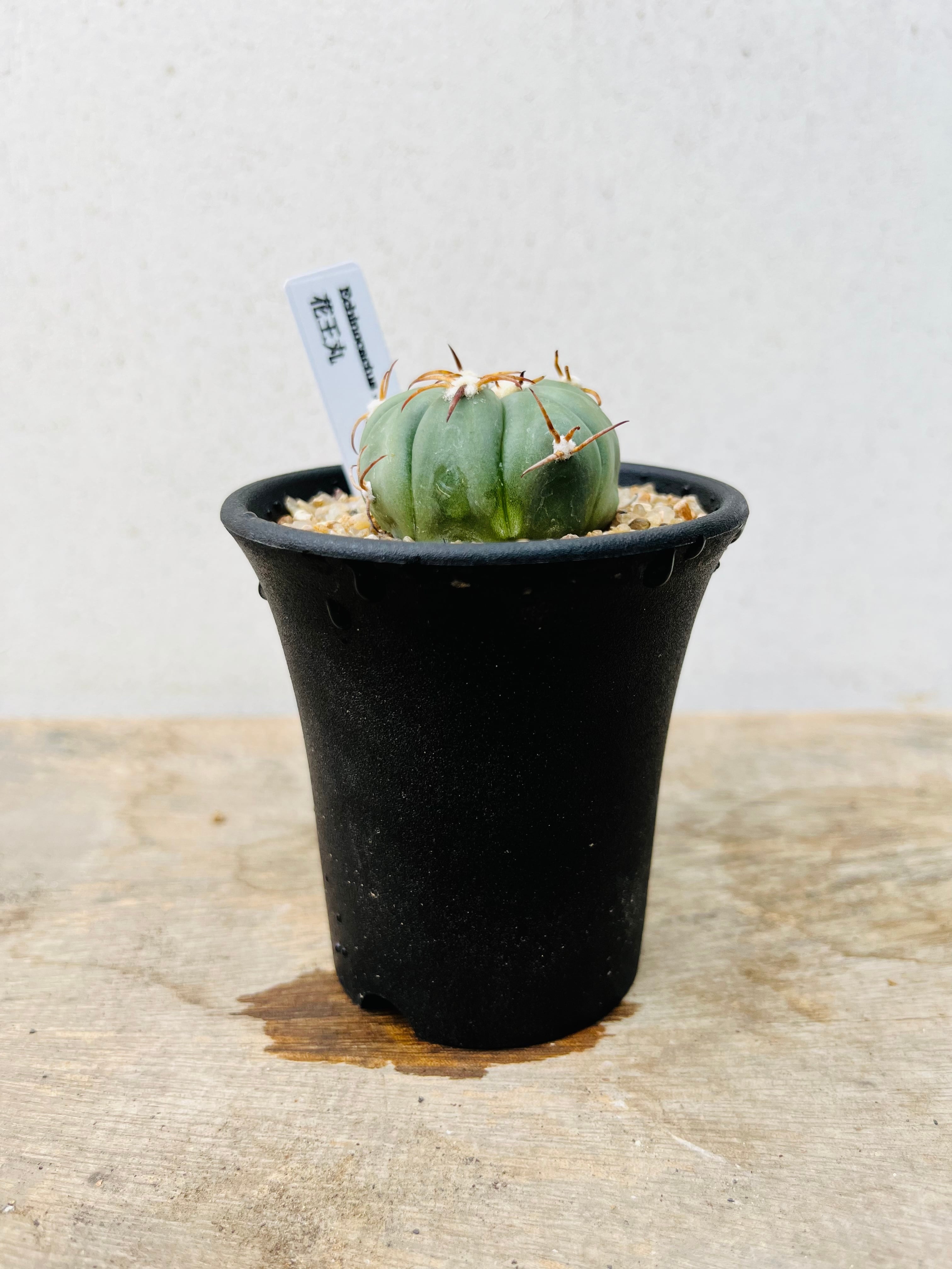 Echinocactus horizonthalonius エキノカクタス 花王丸 サボテン Echinocactus horizonthalonius エキノカクタス 花王丸 サボテン