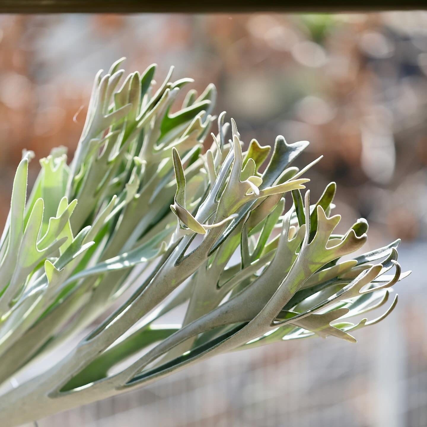 Snowqueen F307 Elsa OC Pups | P.P.Green