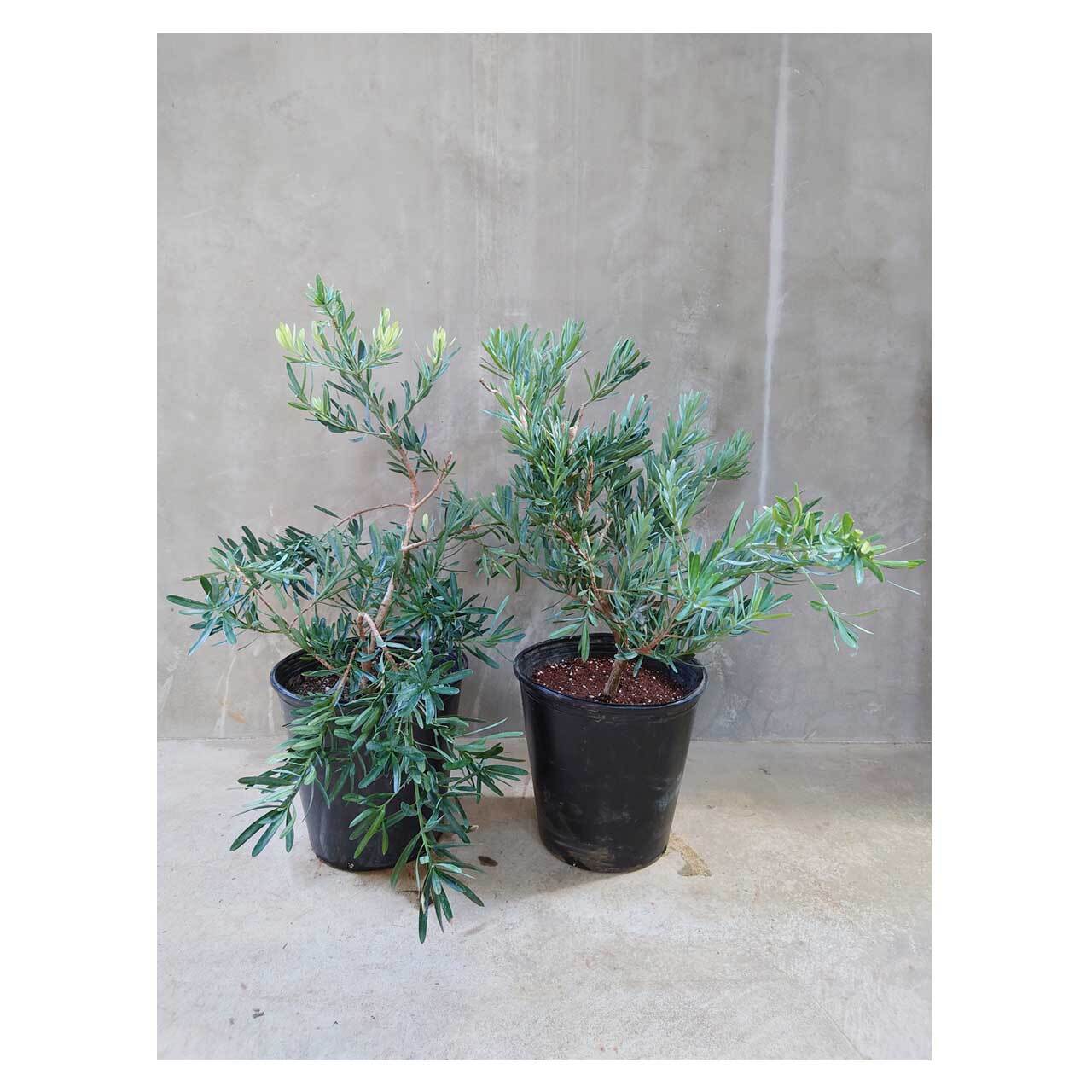 Podocarpus elongatus "Icee Blue" | Seeding