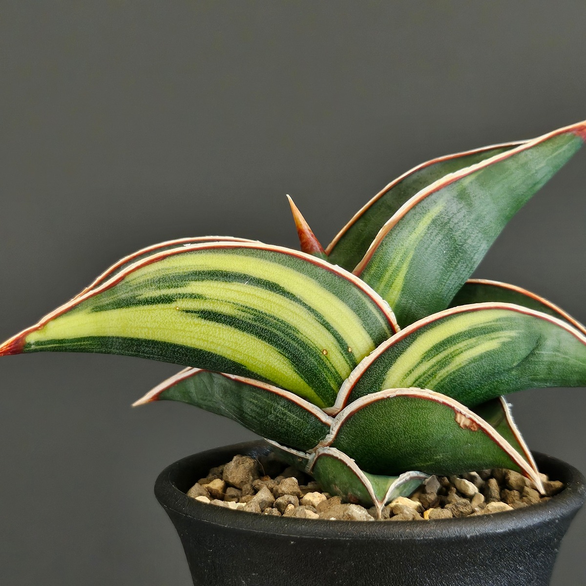Sansevieria rorida variegated サンスベリア ロリダ 斑入り | Plants Baka