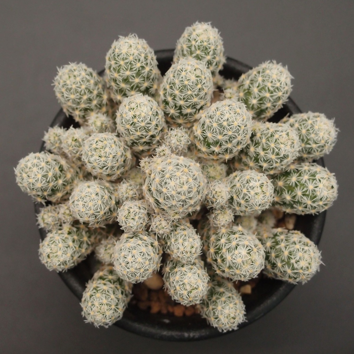 ダンカニー：エスコバリア属 (B02) ※実生 | 万緑 BAN RYOKU