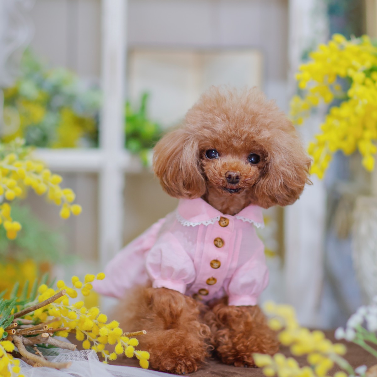 linen&cotton 限定blessカラーワンピース | BLESS OKAYAMA