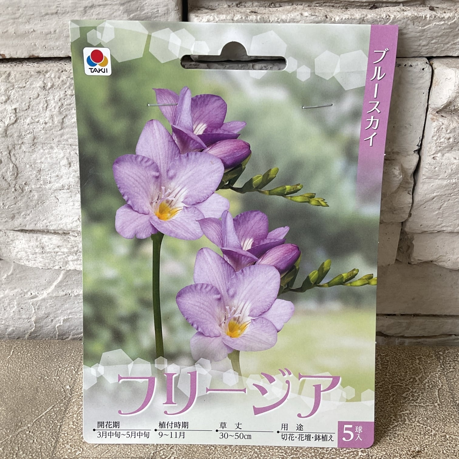 【球根】フリージア 選べる♪14種類 | 橋本種苗園