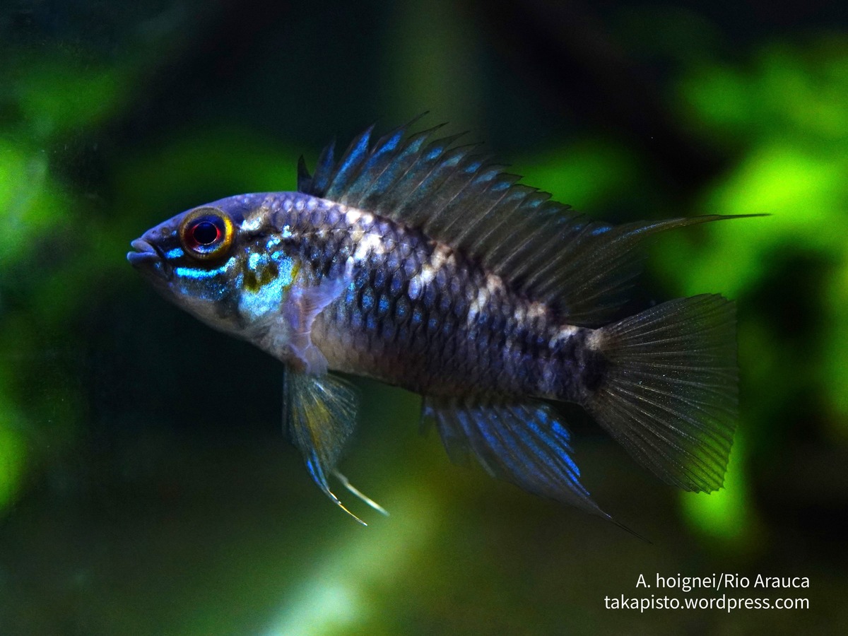 【若魚5+1匹】Apistogramma cf. hoignei/Rio Arauca (WF1) | Ap. Crew