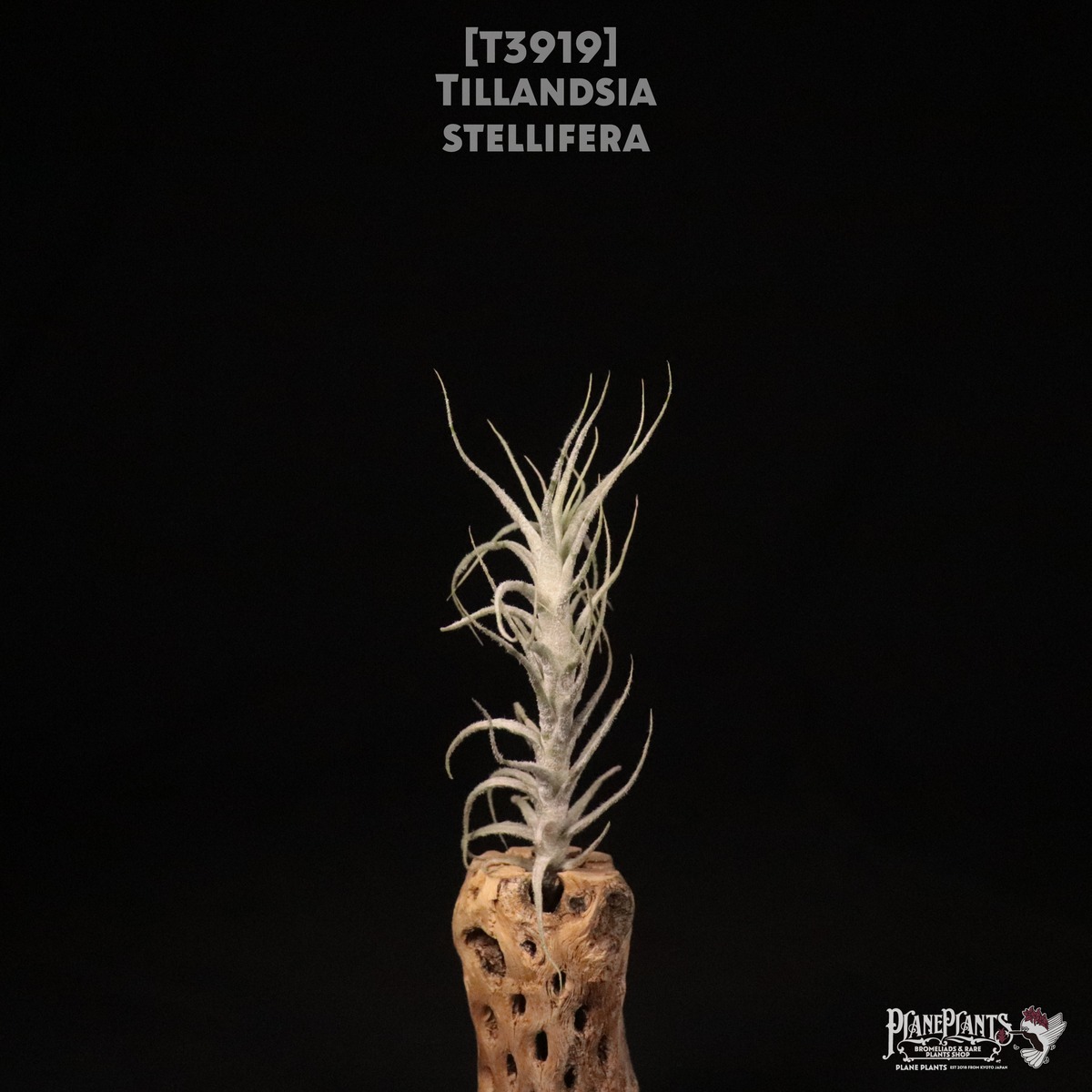 【送料無料】stellifera〔エアプランツ〕現品発送T3919 | plane plants