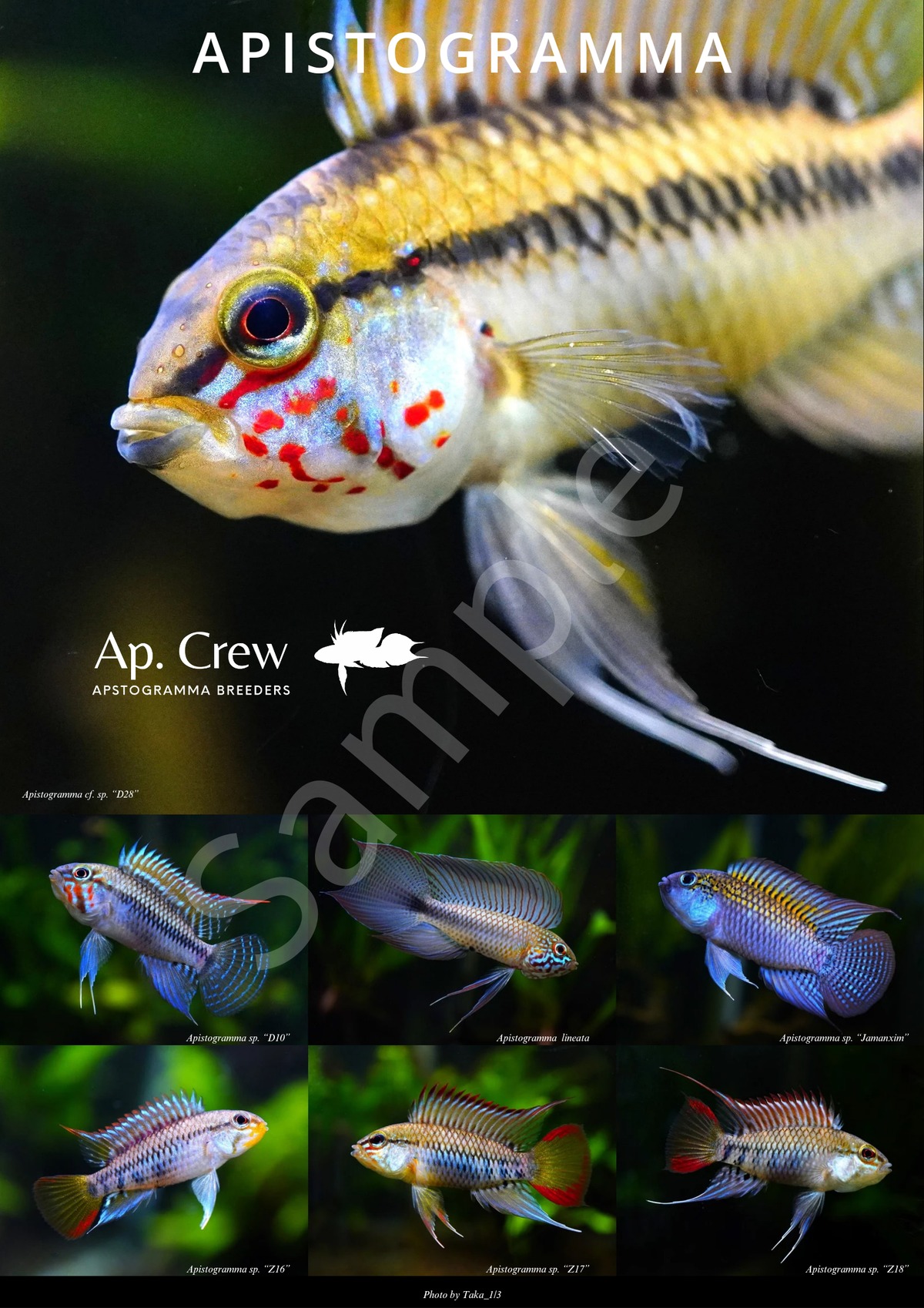 【Apistogramma poster】Calm ver./A2 size | Ap. Crew