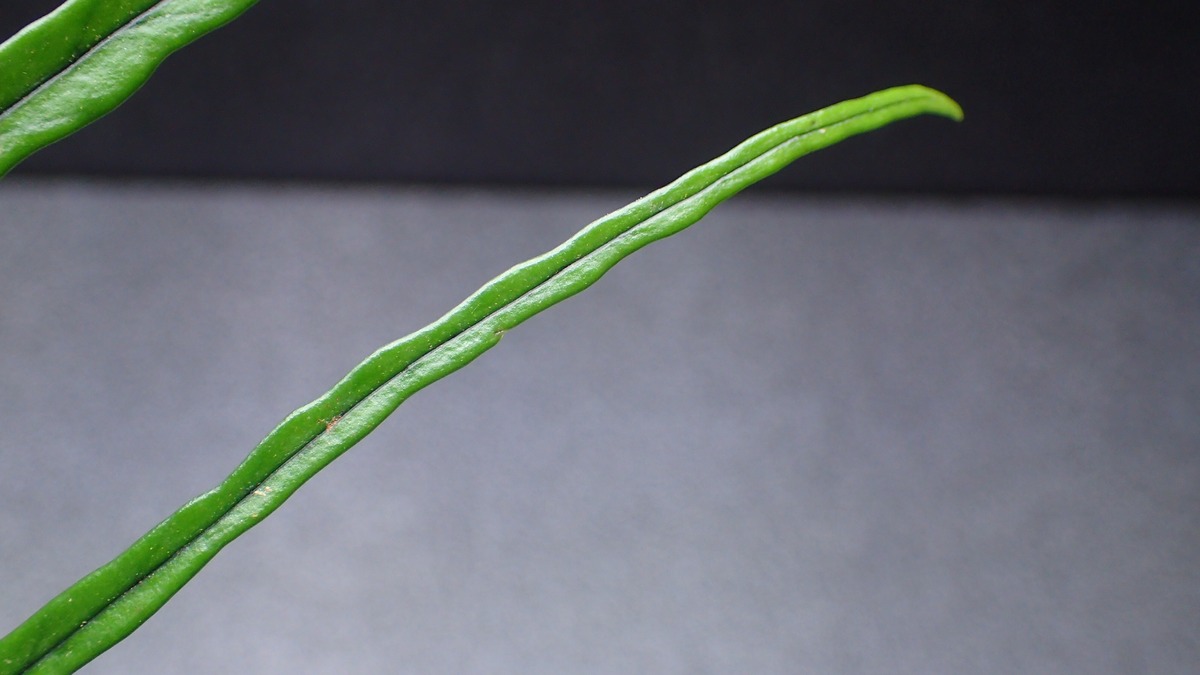 Selliguea sp Lamandau 1株 ② | 熱帯植物 水草