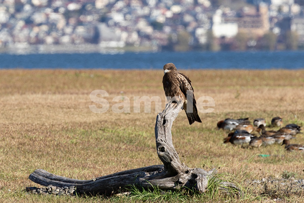 6Q5A5333 2B | meadowscape