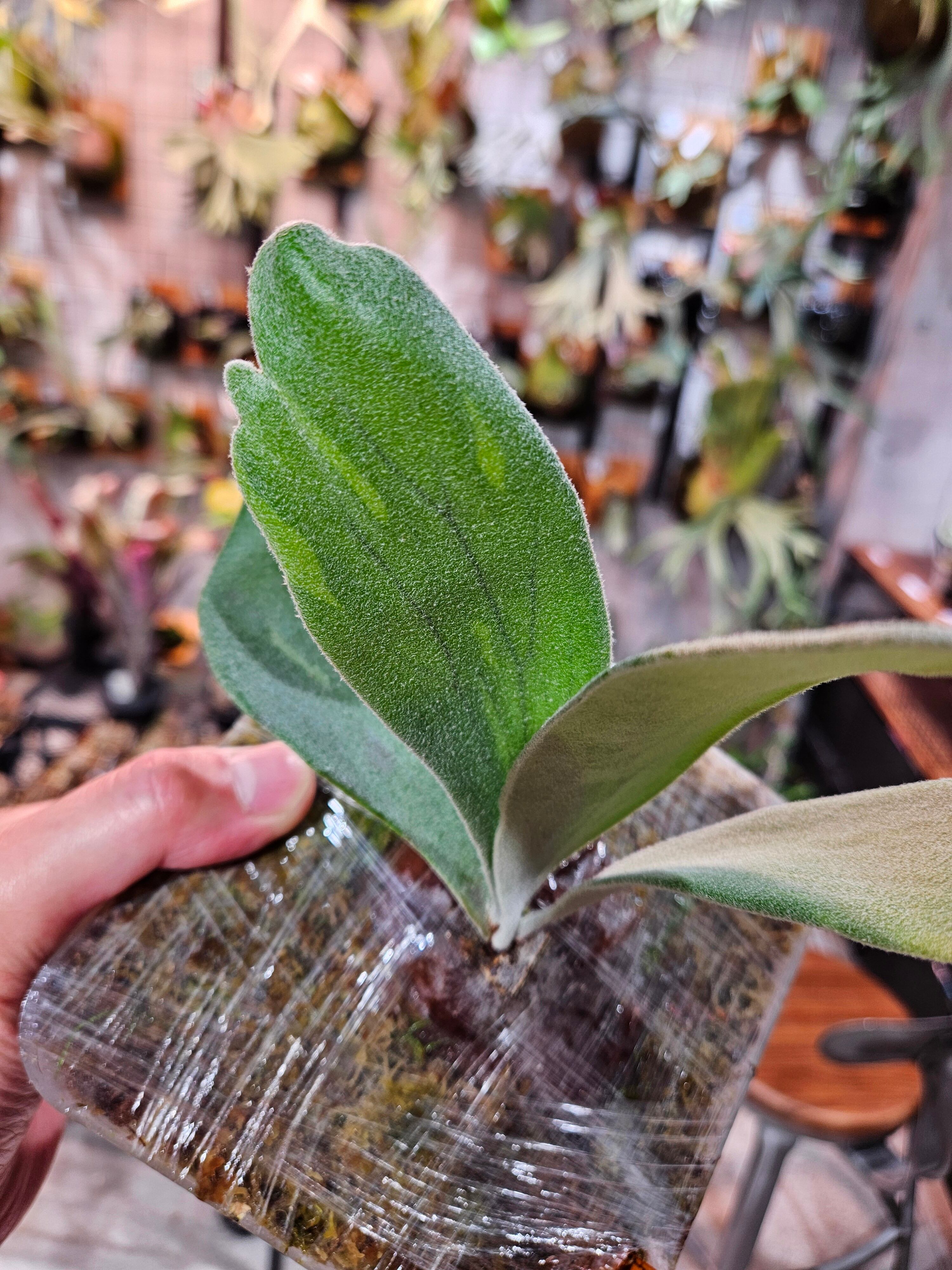 P.veitchii Silvery Variegated【artPLANTs/PLANTS GARAGE】ビカクシダ/Platycerium ...