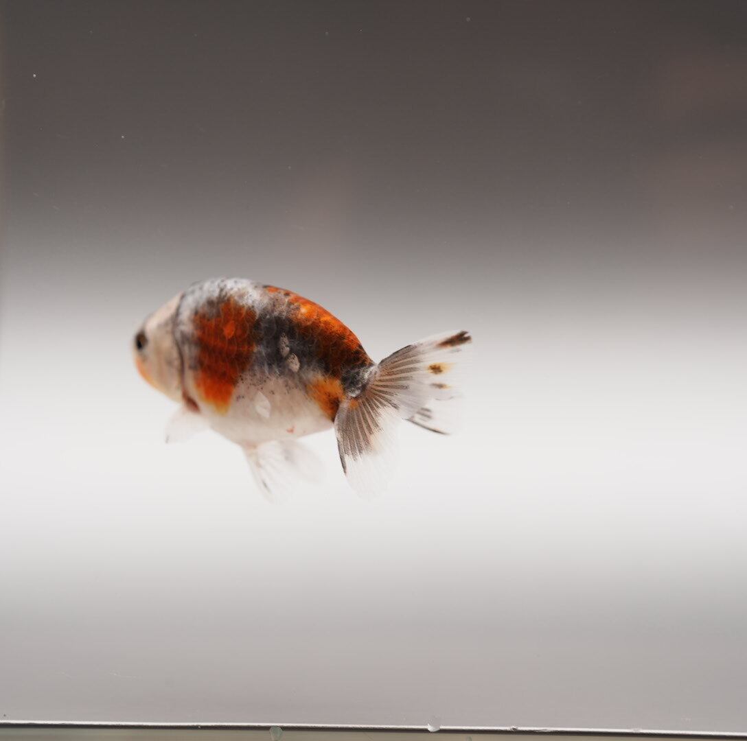 モコモコ | 極光金魚展 モコモコ | 極光金魚展