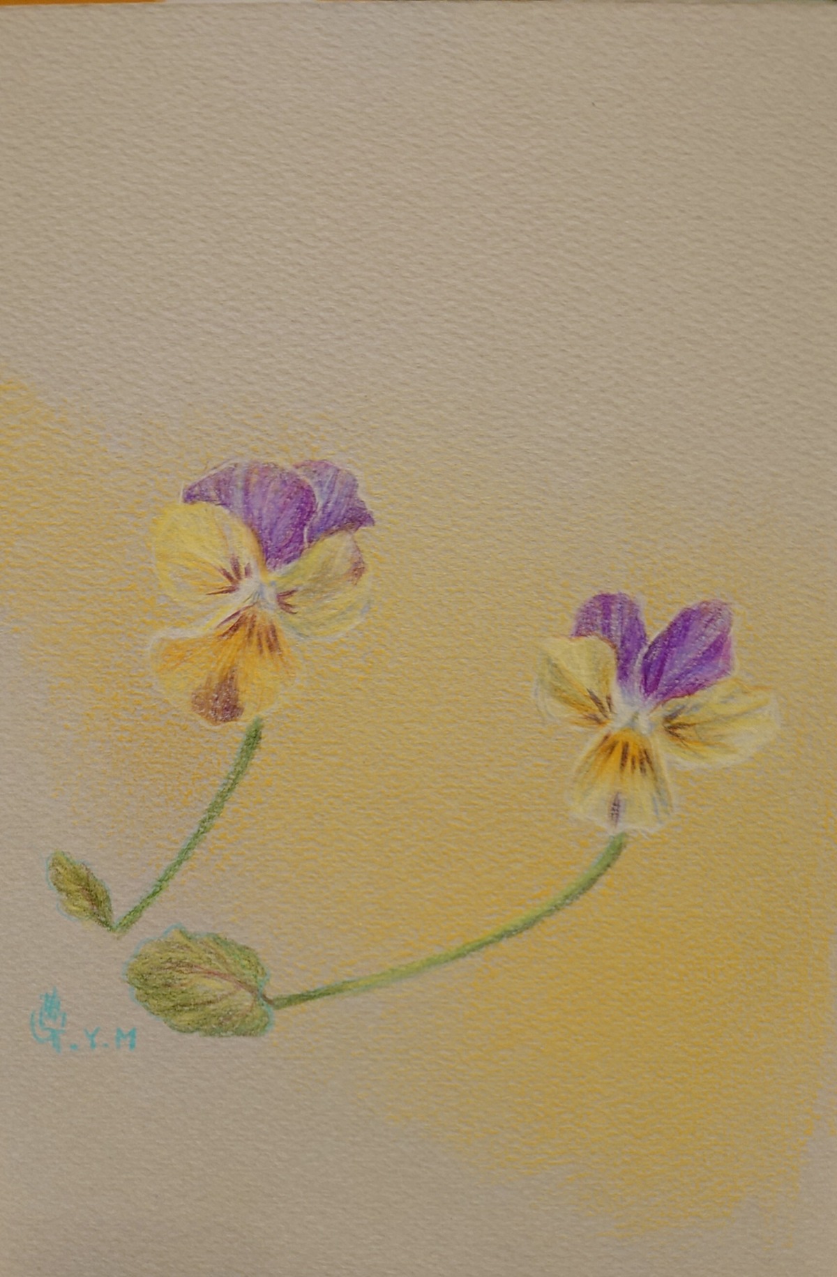 『ビオラ・ビオvol.3』 | gallery ym