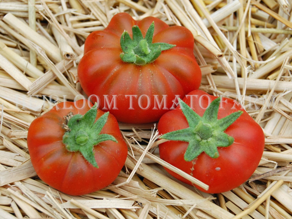 Heirloom Tomato® LI'L Fudge Ribbed エアルーム・リル・フッジ・リブド | Heirloom Tomato Farm