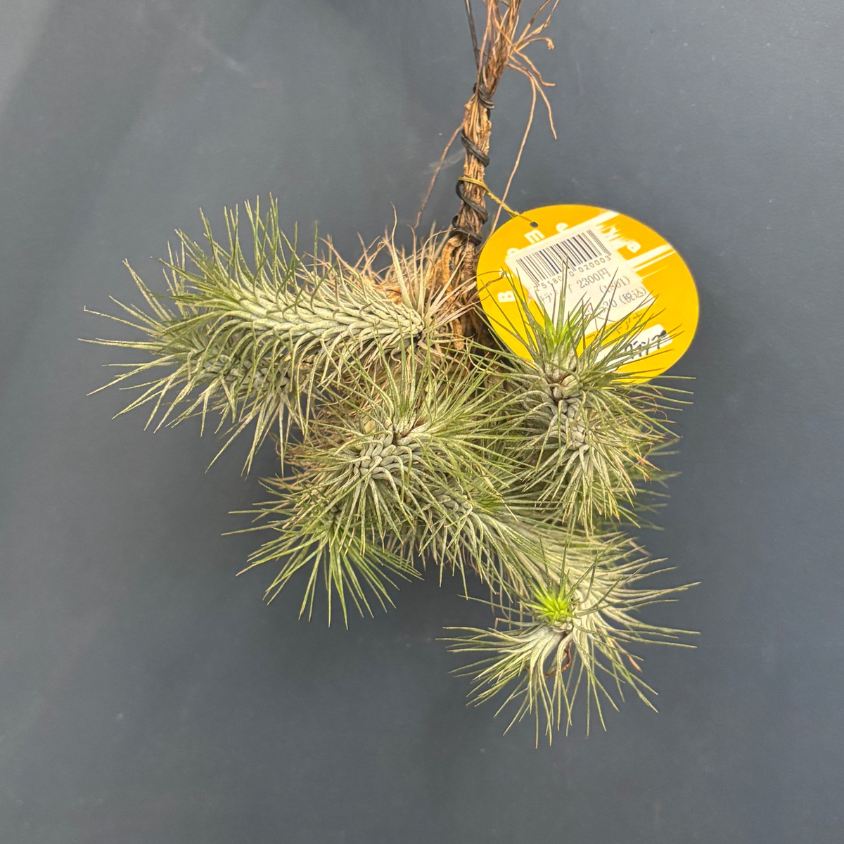 チランジア フンキアナ クランプ【975】 | PROTOLEAF プロトリーフ