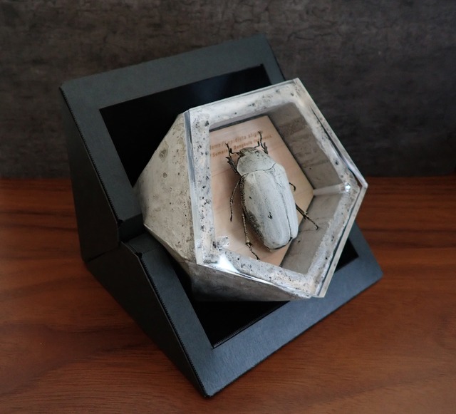 BUG STONE / Lepidiota stigma | BUGS-DESIGN