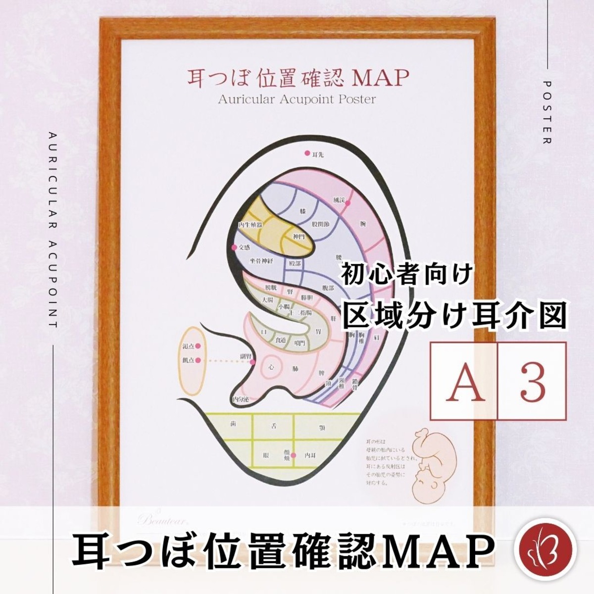 耳つぼポスター 位置確認 初心者向け カラー ポスター A3 耳介図 区域分け Beauter | 耳つぼ専門店 Beautear