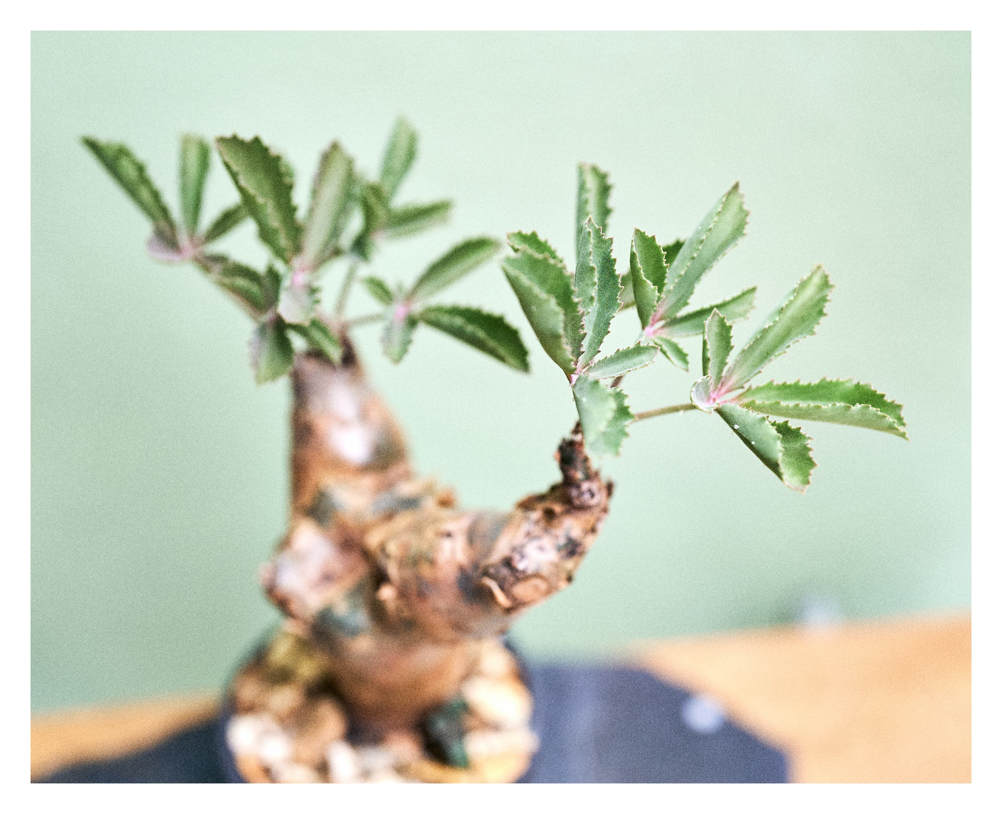 Cyphostemma betiforme キフォステンマ ベティフォルメ | いい日あたり