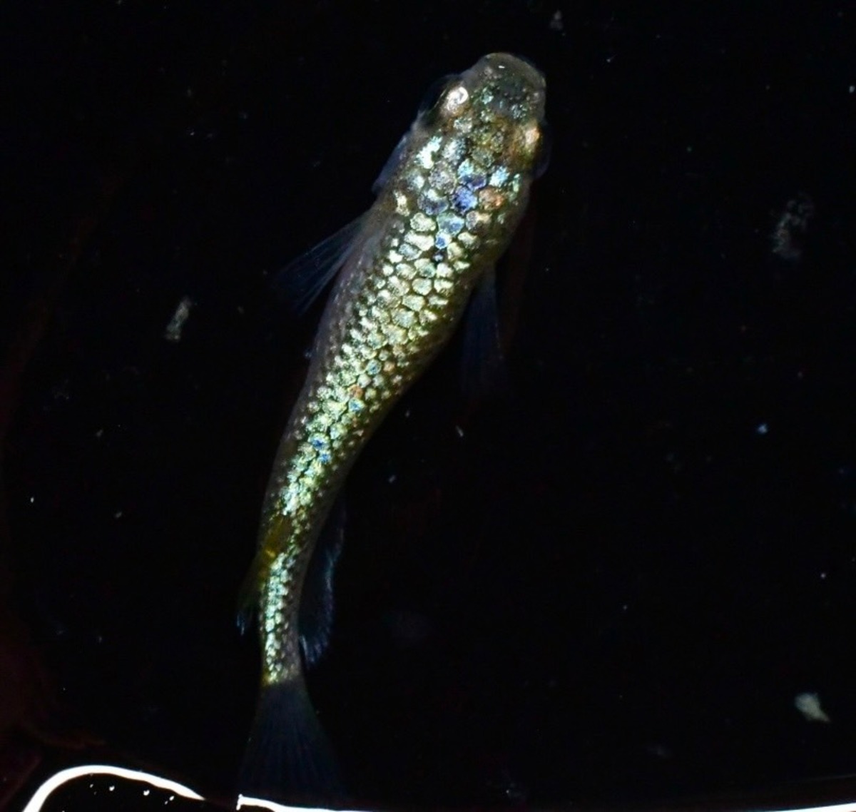 Japanese ricefish eggs20＋α kinnkai aquarium Medaka tropical fish rice ...