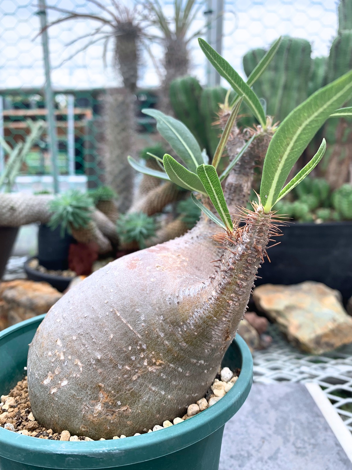 パキポディウム グラキリス P001【送料着払い】 | CACTUS330