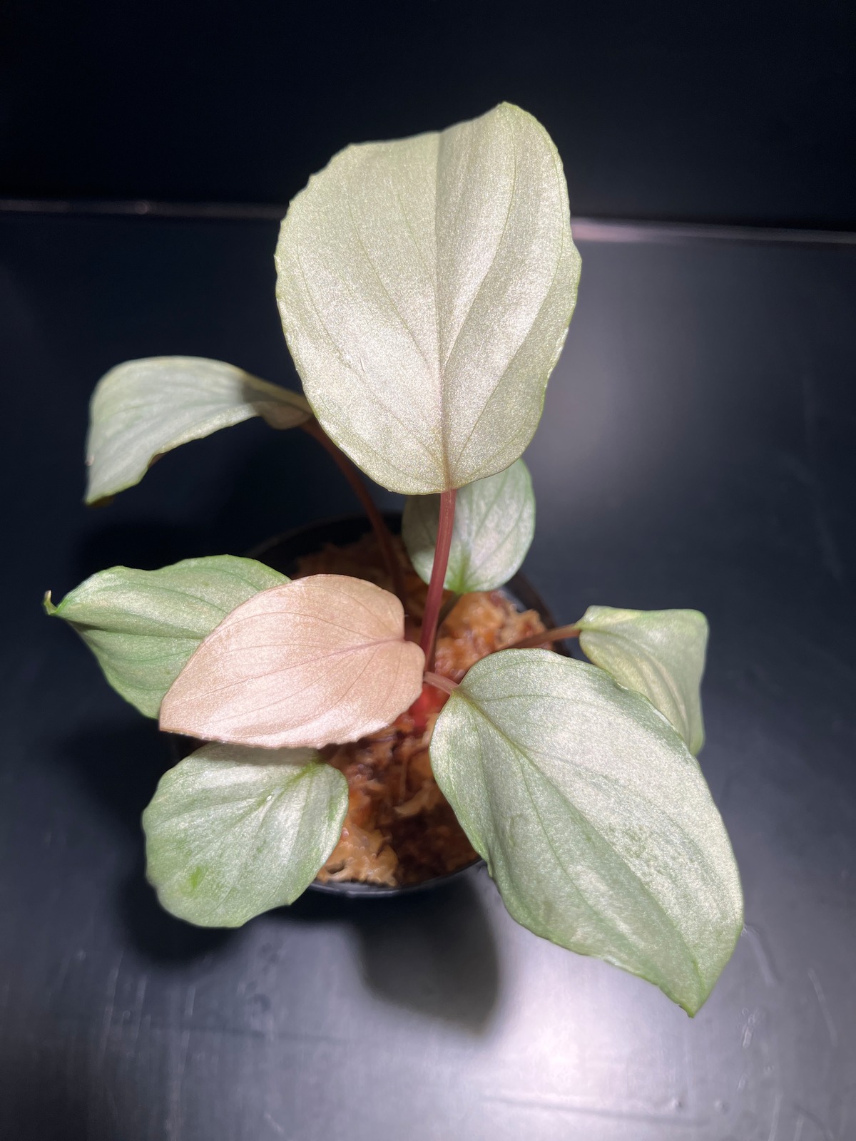 Homalomena sp. Nanga Mahap 【TGK】銀 | Plants Base