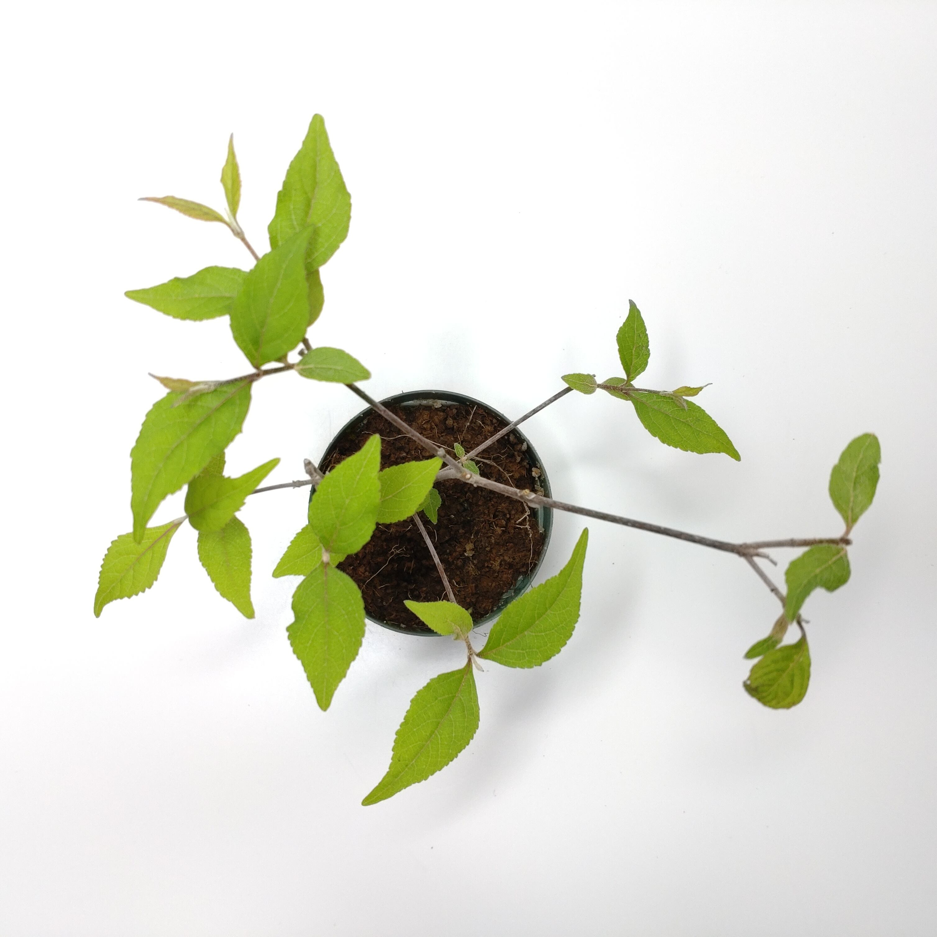 ムラサキシキブ（紫式部）S014 | 盆栽創【Bonsaisou】