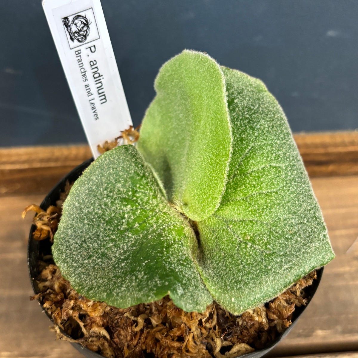 ビカクシダ アンディナム P.andinum【1077】 | PROTOLEAF プロトリーフ